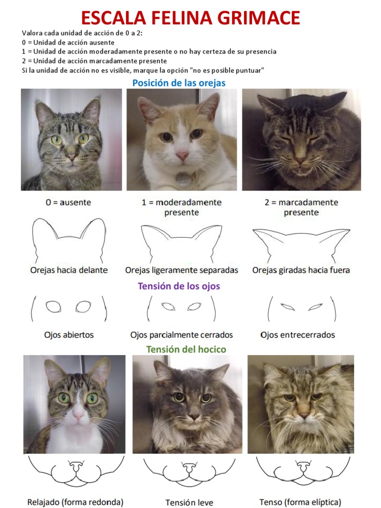 Escala Grimace para Evaluar Dolor en Gatos | PDF