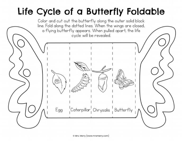 Foldable-Butterfly LIfecycle Mrsmerry | PDF