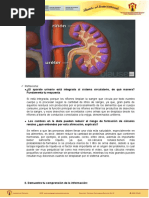 Triptico Del Sistema Excretor | PDF | Sistema urinario | Riñón