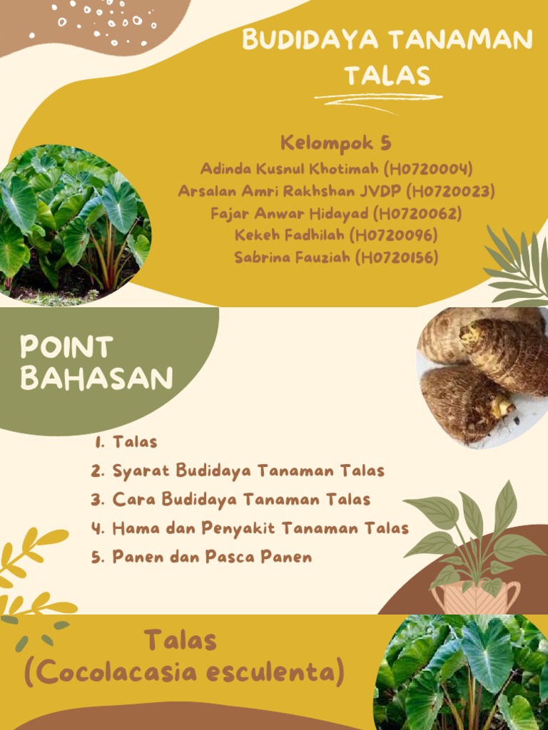 Panduan Budidaya Talas Pratama | PDF