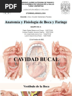 Anatomía de La Cavidad Bucal y La Boca Ilustraciones Con Etiquetas ...