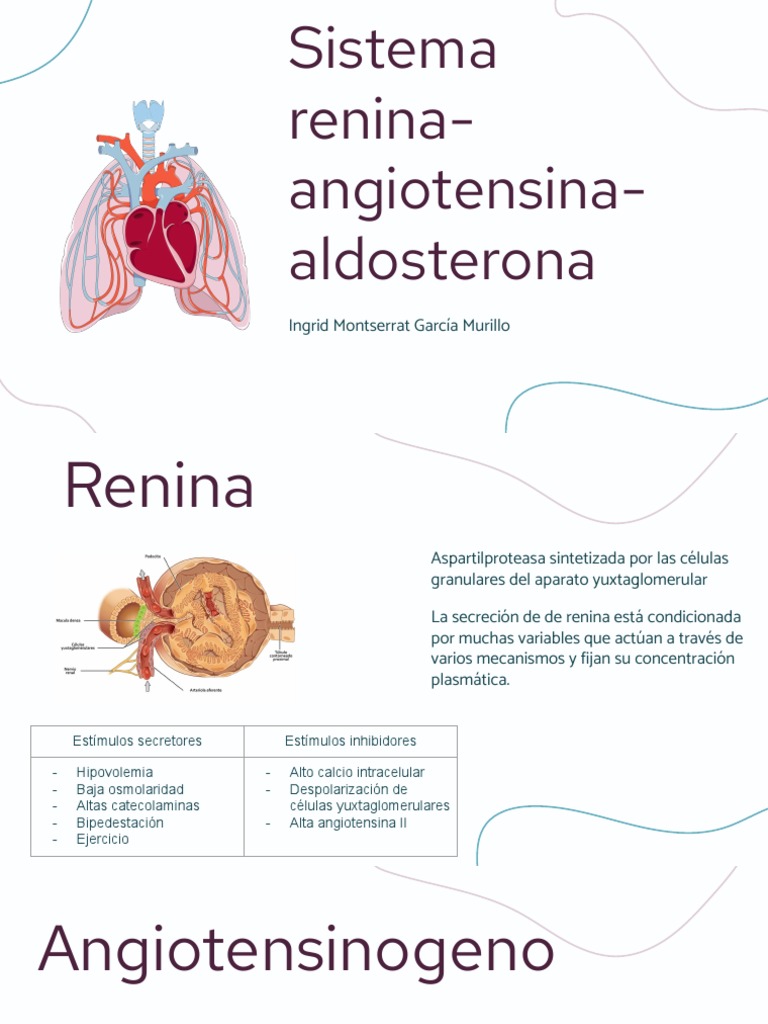 Sistema Renina - Angiotensina - Aldosterona | PDF | Angiotensina ...
