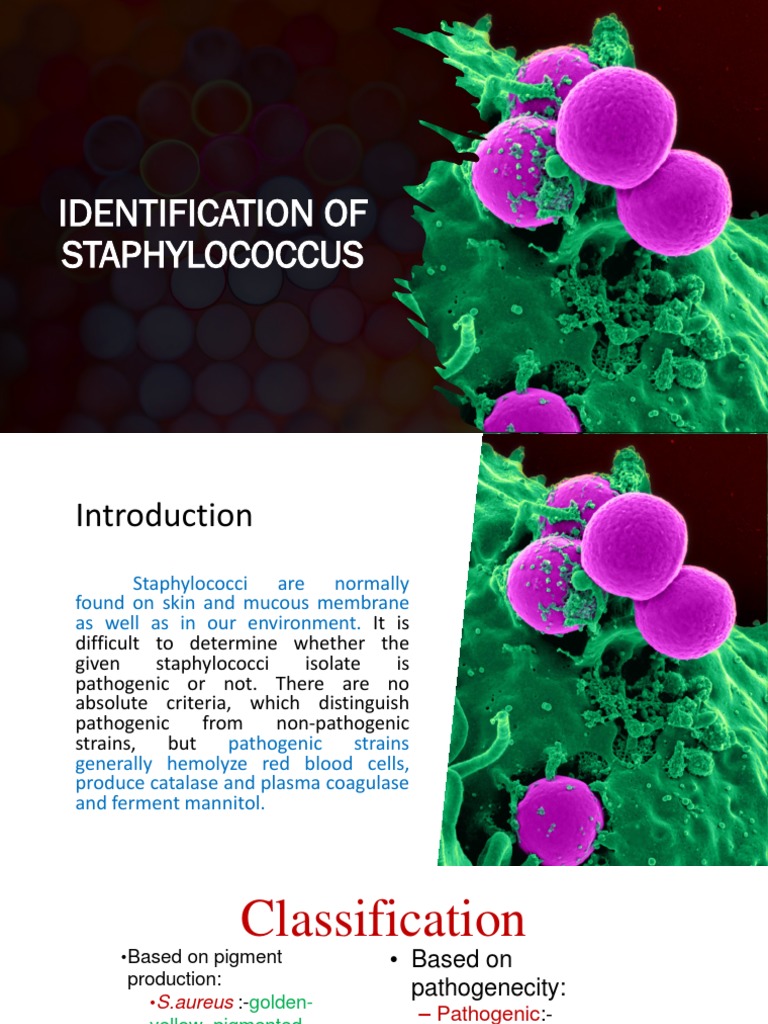 W9 Bacte LAB Identification of Staphylococcus | PDF | Staphylococcus ...