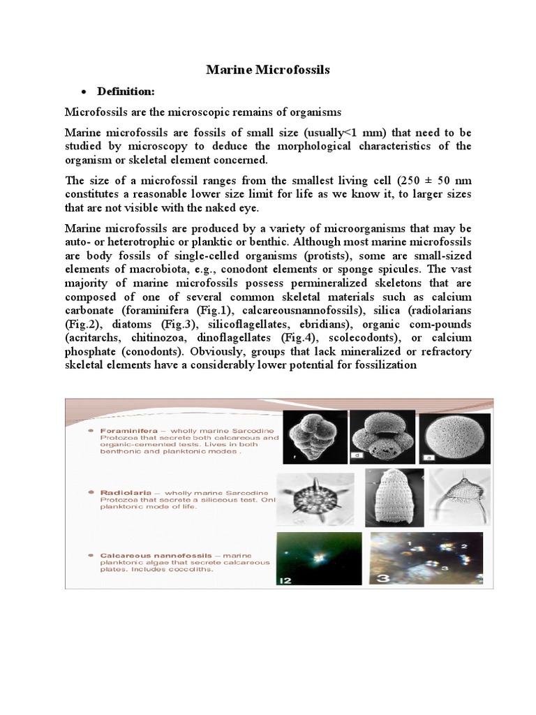 Marine Microfossils | PDF | Sedimentary Rock | Fossil