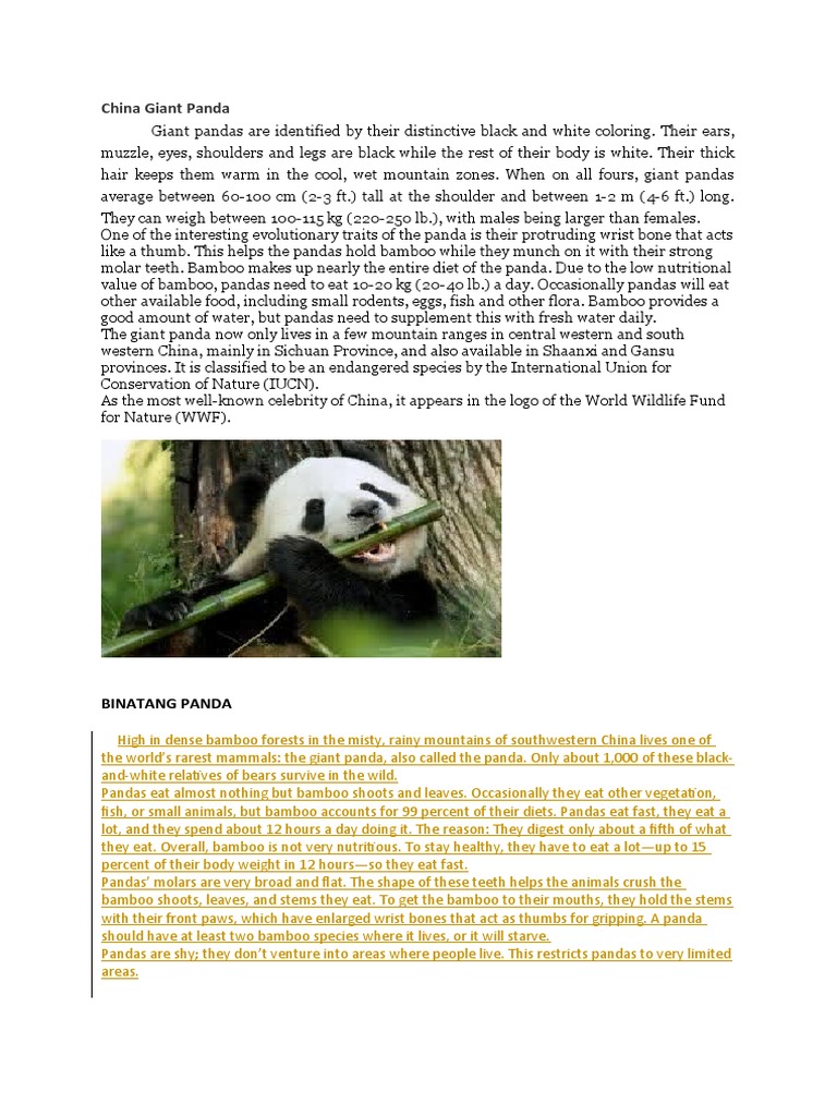 Teks Report | Download Free PDF | Giant Panda