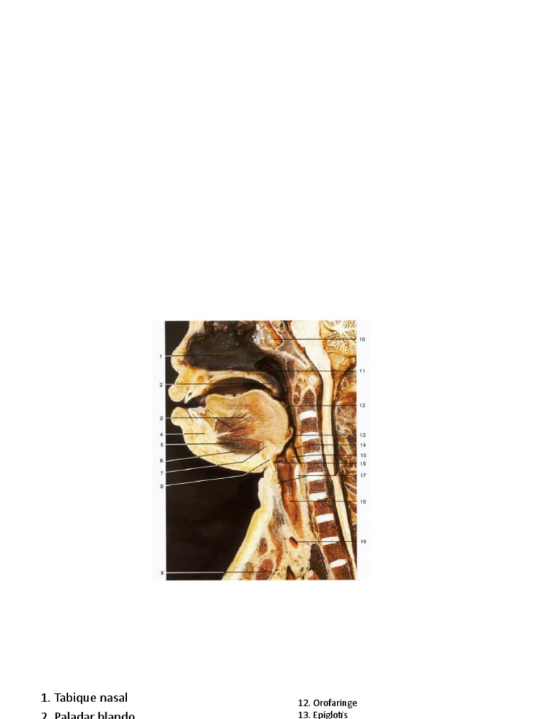 Láminas Laringe y Faringe | PDF | Laringe | Tejido suave