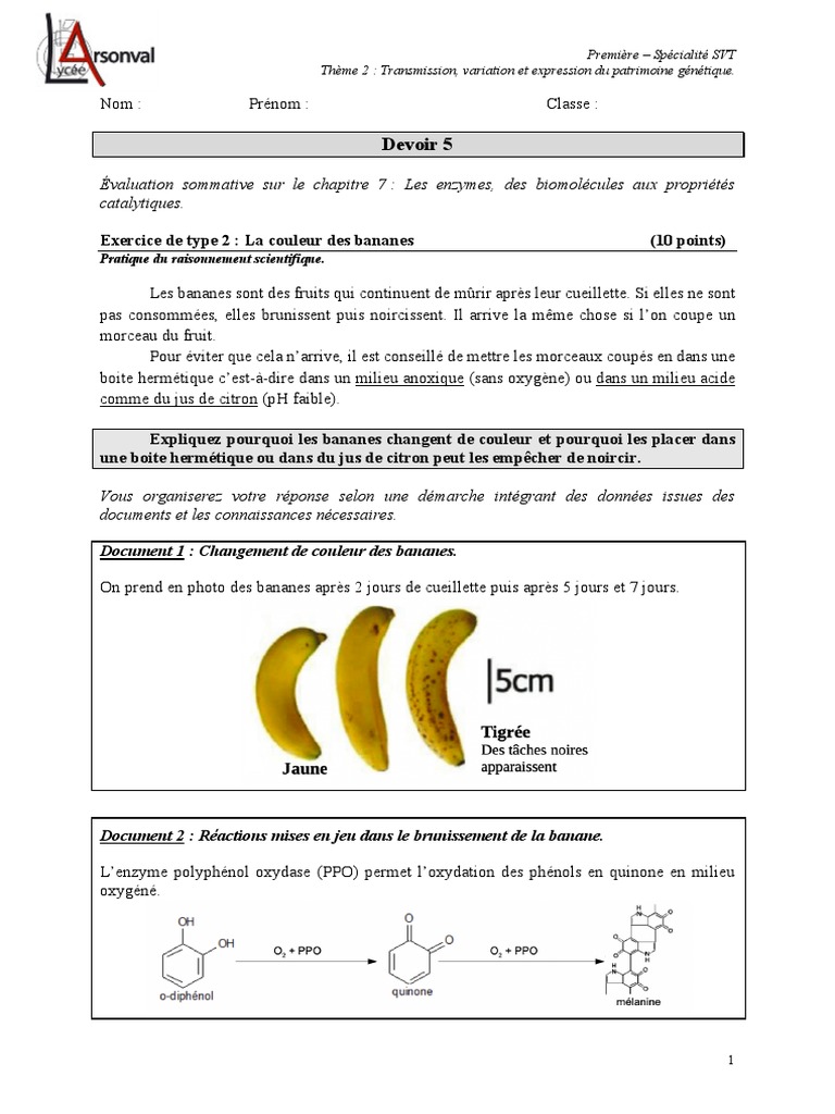 Exercice sur le brunissement des bananes | PDF