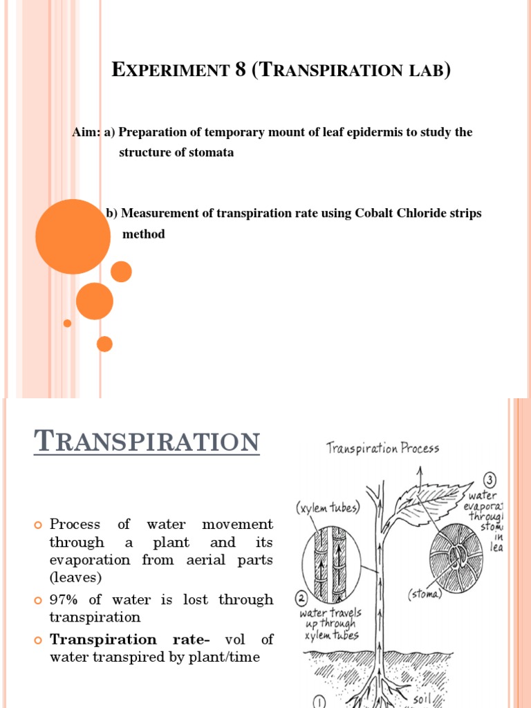 Transpiration Lab Slides | PDF | Stoma | Leaf