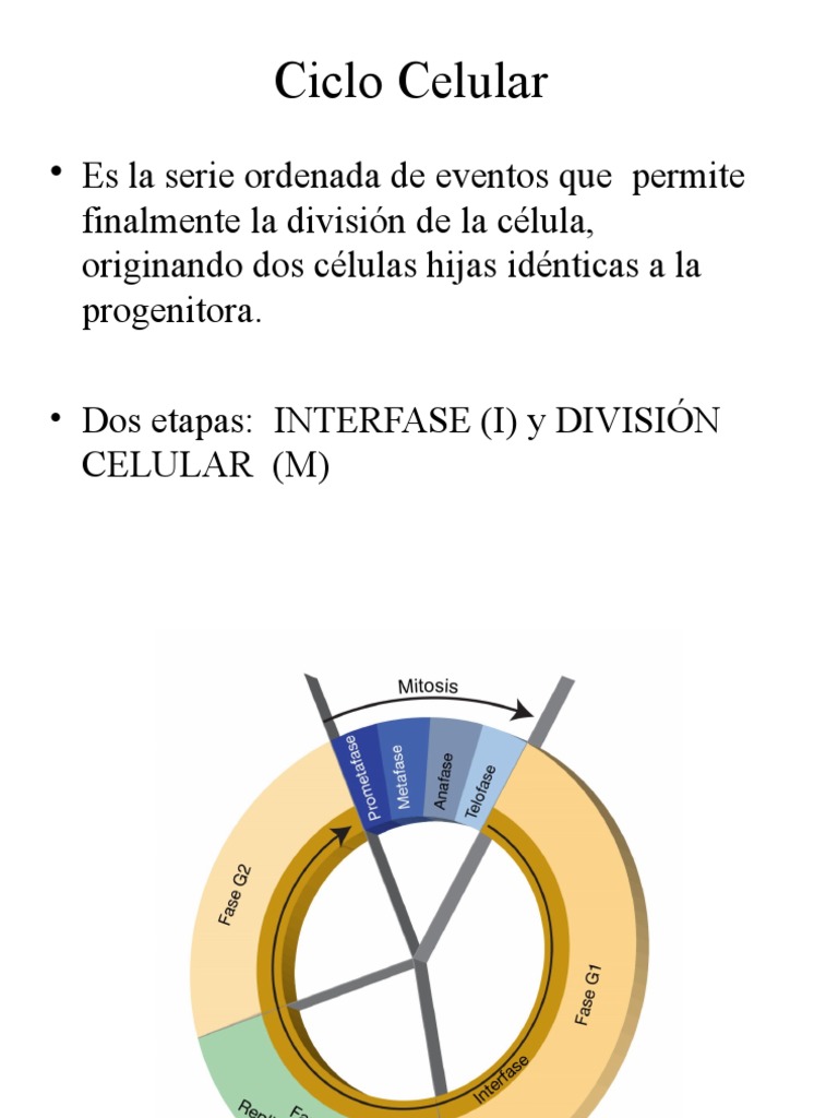 Modulo 2 Ciclo Celular | PDF | Mitosis | Mitosis