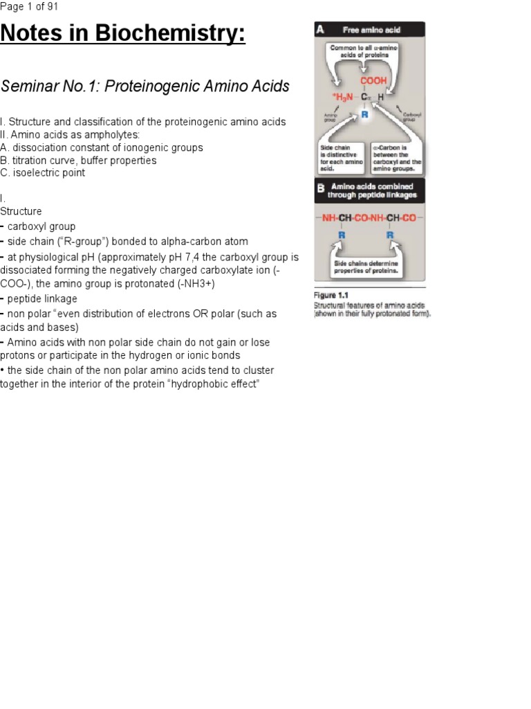 Biochemistry Summary Notes | PDF | Hemoglobin | Enzyme