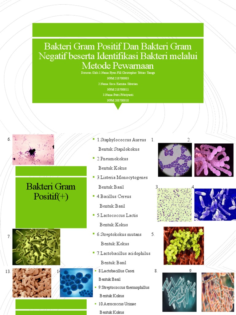 Bakteri Gram Positif Dan Bakteri Gram Negatif Beserta | PDF