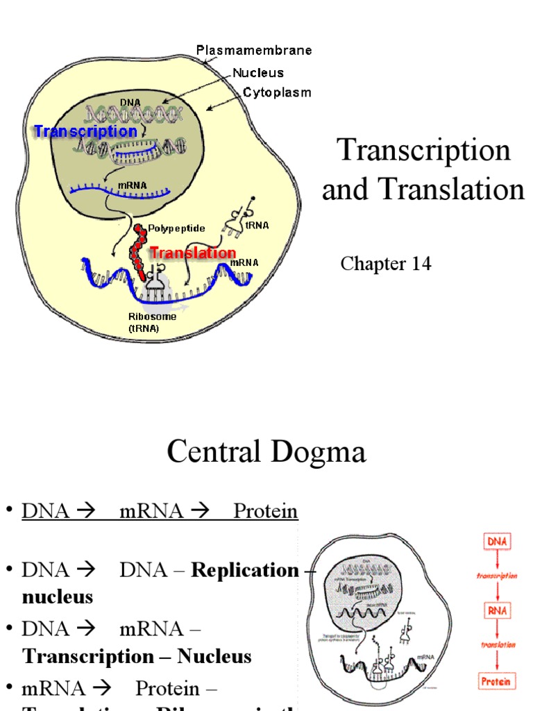 AP Bio CH 14 Gene Expression | PDF | Messenger Rna | Rna