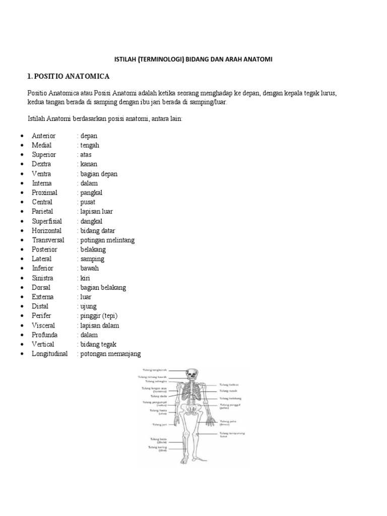 Posisi Anatomi dan Terminologi Dasar | PDF | Sains & Matematika