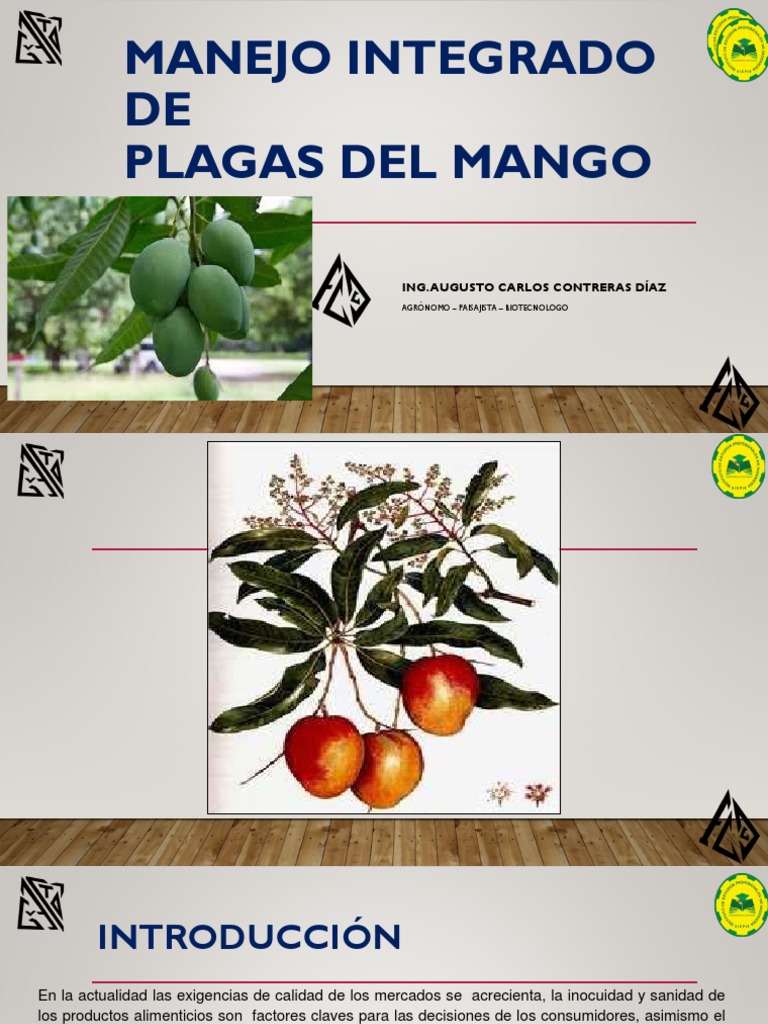 Manejo de Integrado Del Mango Accd VF | PDF | Agricultura