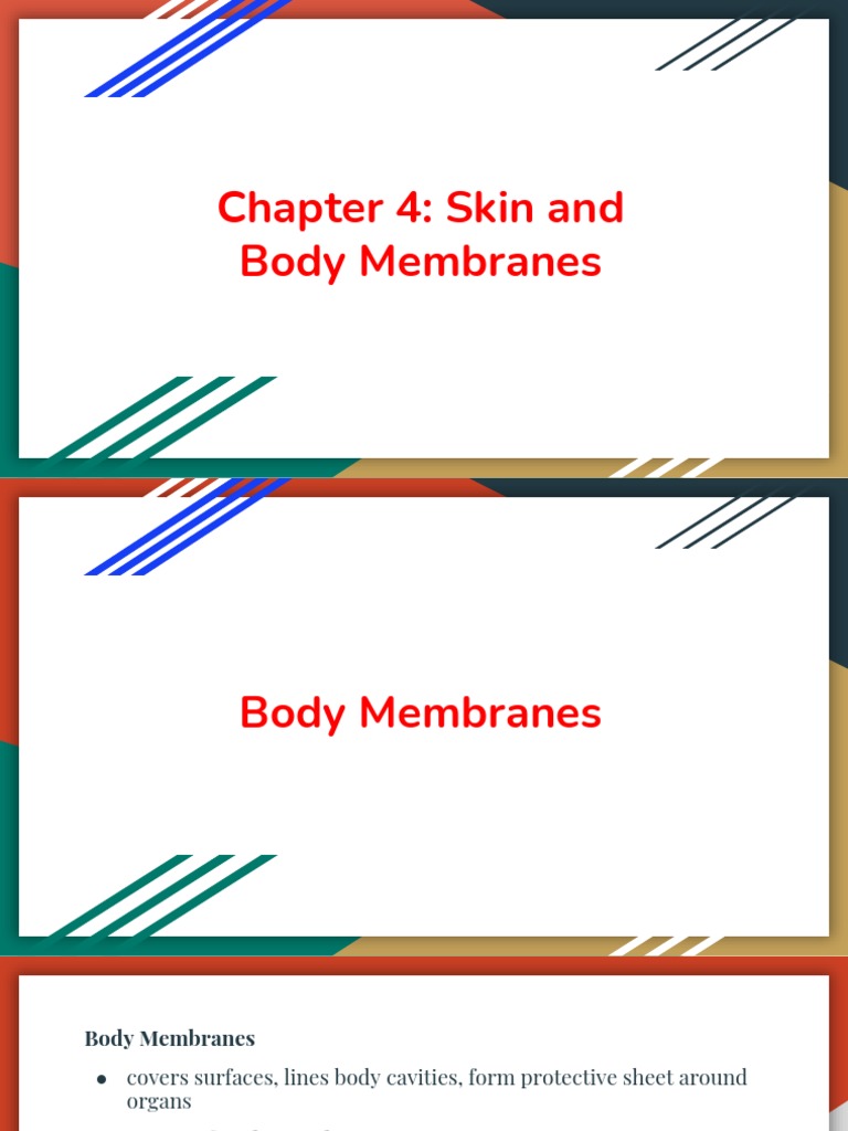 Chapter 4 - Skin and Body Membranes | PDF | Skin | Epidermis