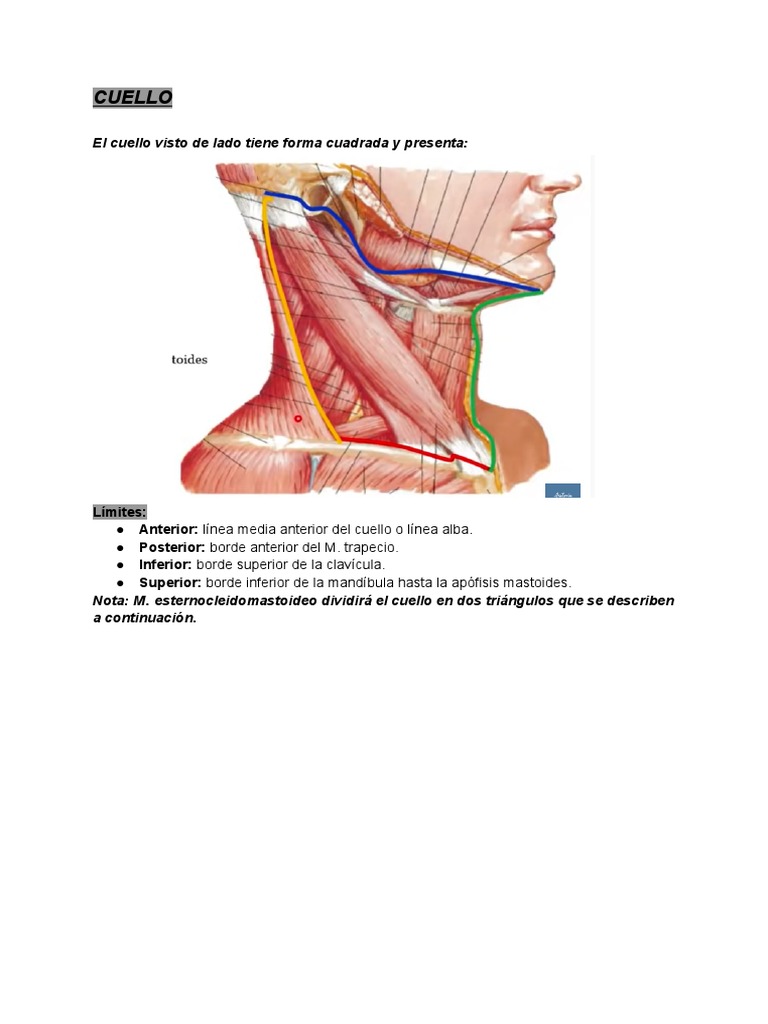 Triangulos Del Cuello | PDF | Anatomía humana | Cabeza y cuello humanos