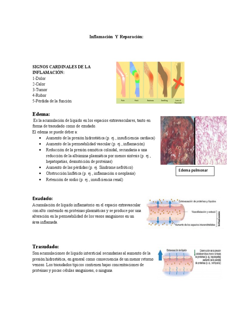 Inflamación: Signos, Edema y Reparación | PDF | Inflamación | Edema