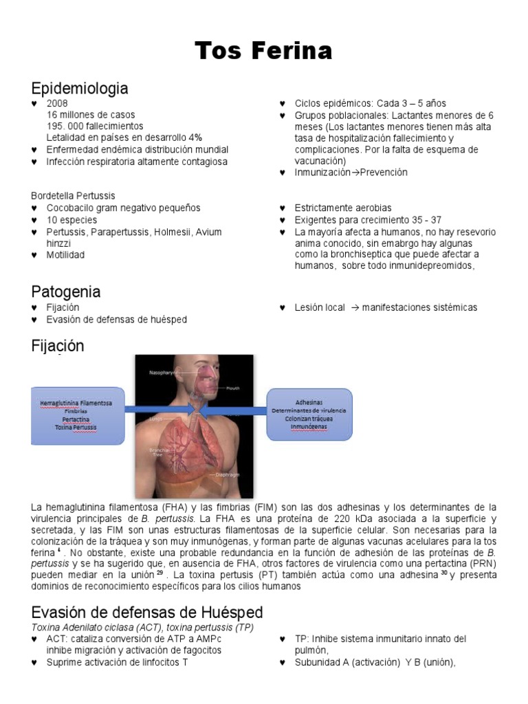 Patogenia y diagnóstico de tos ferina | PDF | Fagocito | Especialidades ...