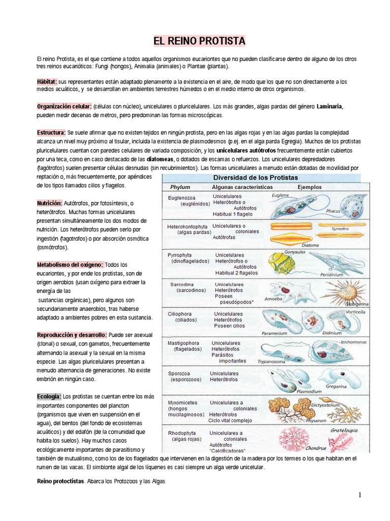 El Reino Protista Actividad - Cruci | PDF