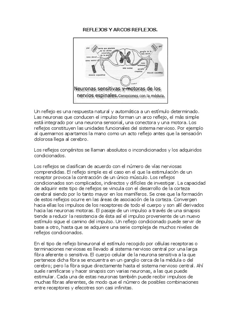 Arcos Reflejos: Esquemas y Ejemplos | PDF | Neurona | Cerebro