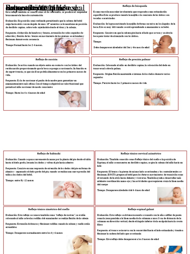 Reflejos 1 | PDF | Anatomía humana