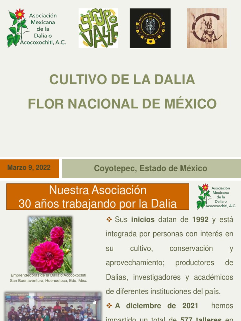 Cultivo de La Dalia, Flor Nacional de México | PDF | Horticultura ... Cultivo de La Dalia, Flor Nacional de México | PDF | Horticultura ...