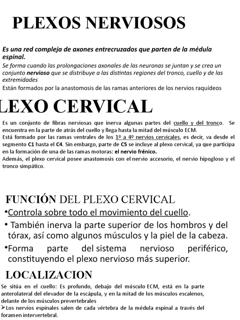 Plexos Nerviosos | PDF | Anatomía humana | Sistema nervioso