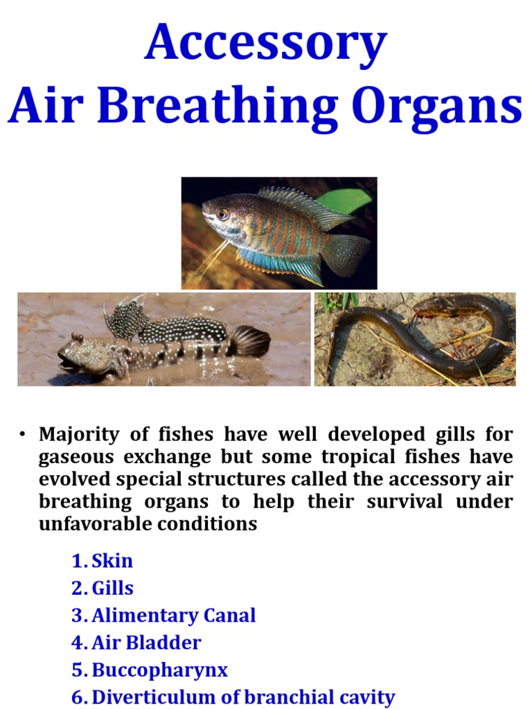 Accessory Air Breathing Organs | PDF | Respiratory System | Gill