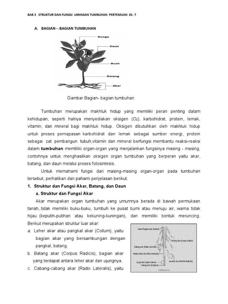 Bab 3 Struktur Dan Fungsi Jaringan Tumbuhan Ipa 8 | PDF
