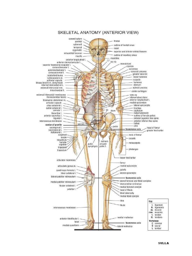 Anatomy of the Human Skeletal System: A Comprehensive List and Description of All Bones in the ...