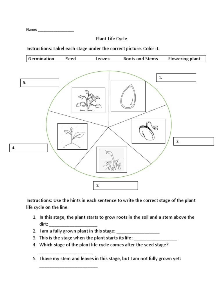 Plant Life Cycle Activity Guide | PDF