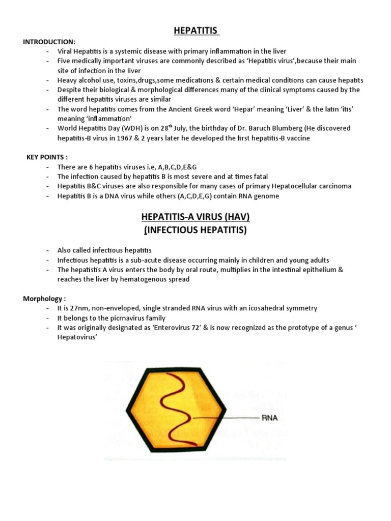 A Comprehensive Overview of Hepatitis Viruses, with a Focus on ...