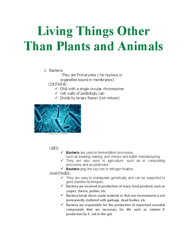 Living Organisms Beyond Plants and Animals | PDF | Fungus | Bacteria