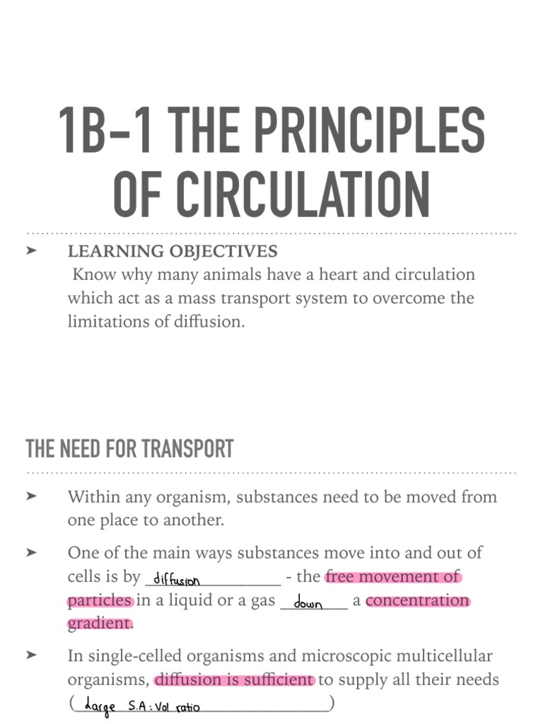 1B-1 The Principles of Circulation | PDF | Blood | Blood Vessel
