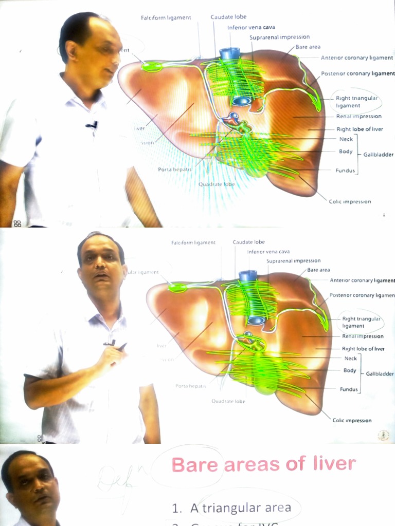 Liver Anatomy &lobes | PDF