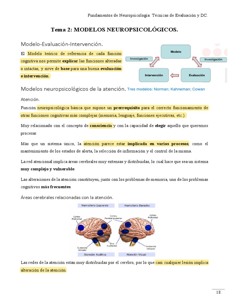 Modelos Neuropsicológicos | PDF | Atención | Corteza prefrontal