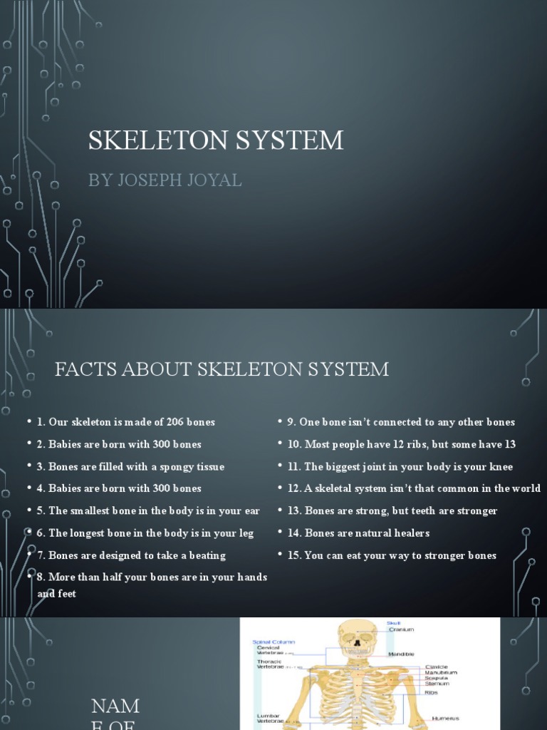Key Facts About the Skeleton System | PDF
