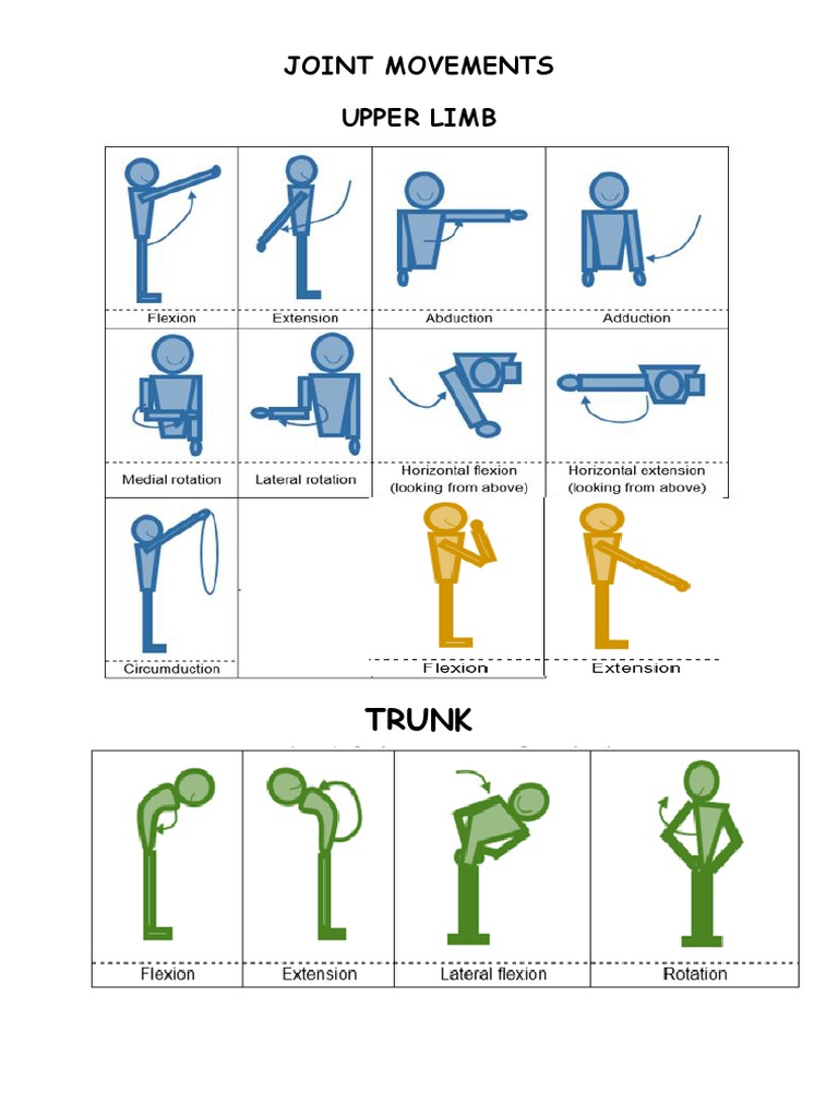 Muscles Exercises | PDF | Anatomical Terms Of Motion | Musculoskeletal ...