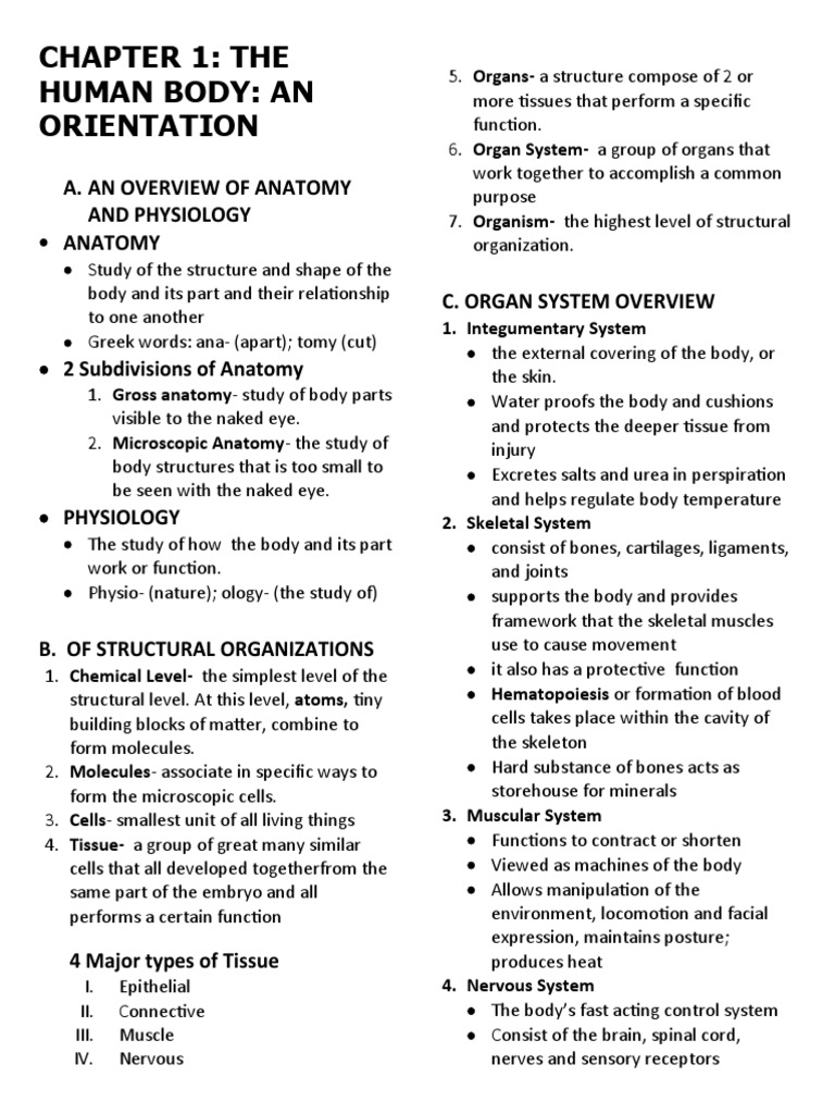 Anatomy and Physiology Lecture | PDF | Anatomical Terms Of Location ...