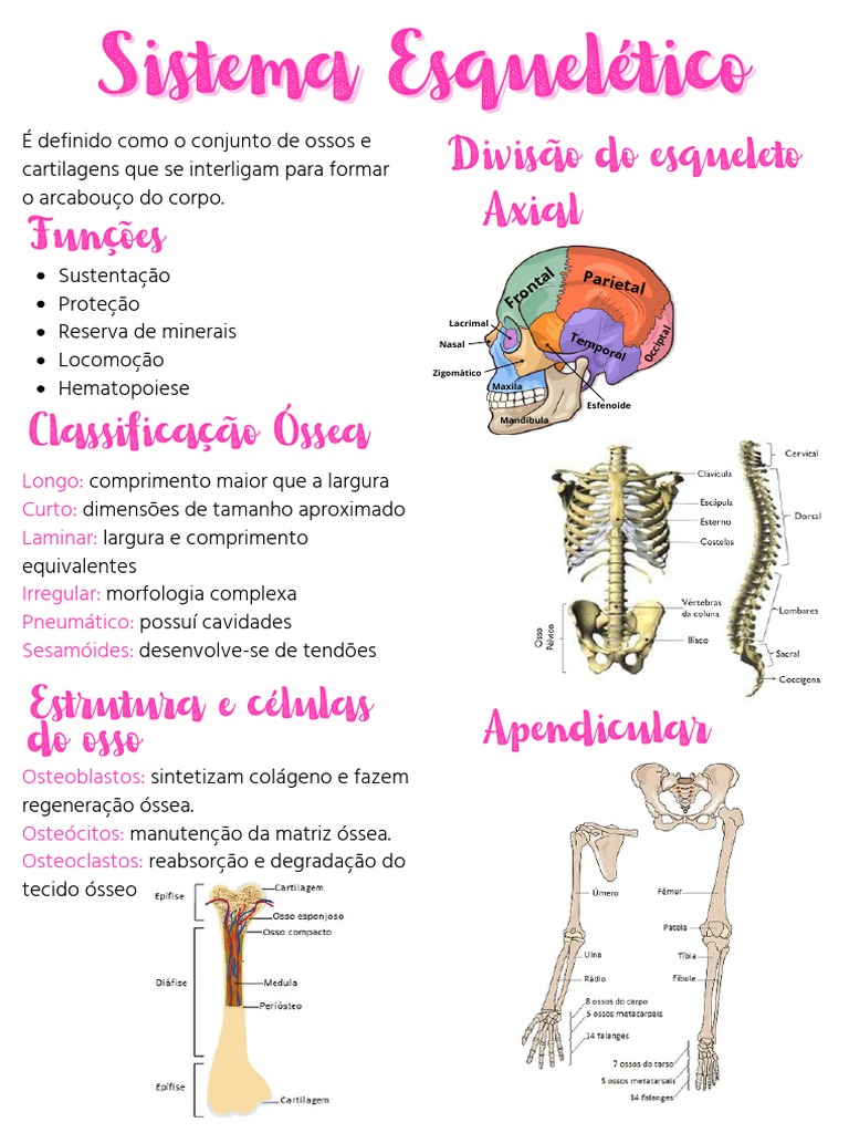 Sistema Esquelético | PDF Sistema Esquelético | PDF