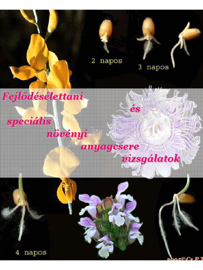 Fejlodes | PDF