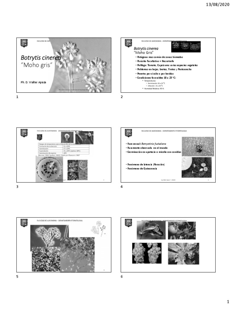 Botrytis 1 | Descargar gratis PDF | Especialidades Medicas | Plantas
