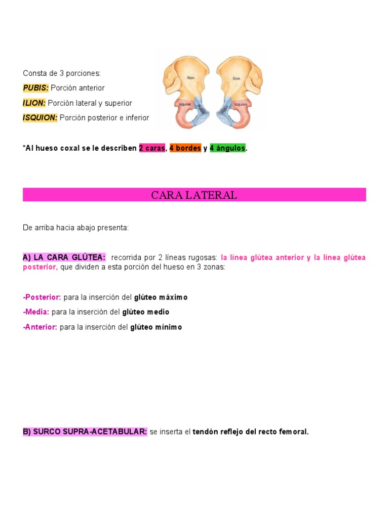 Anatomía del Hueso Coxal y sus Partes | PDF | Sistema esquelético ...