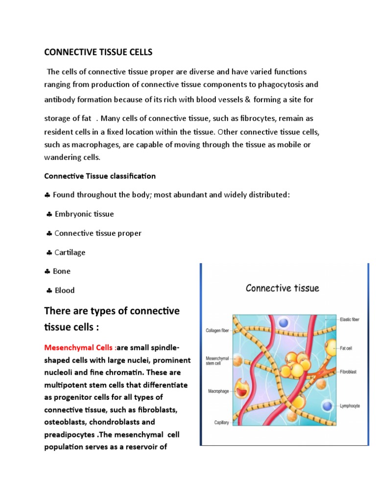 Connective Tissue Cells | PDF | Fibroblast | Adipocyte