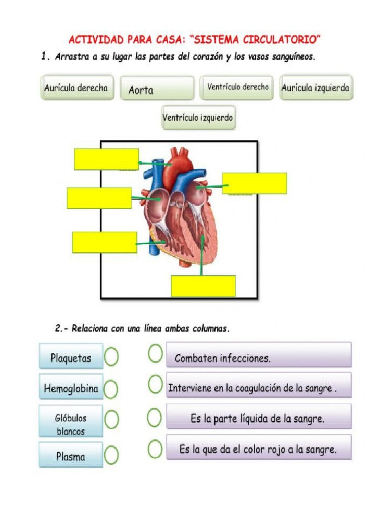 Ficha de Corazon | PDF