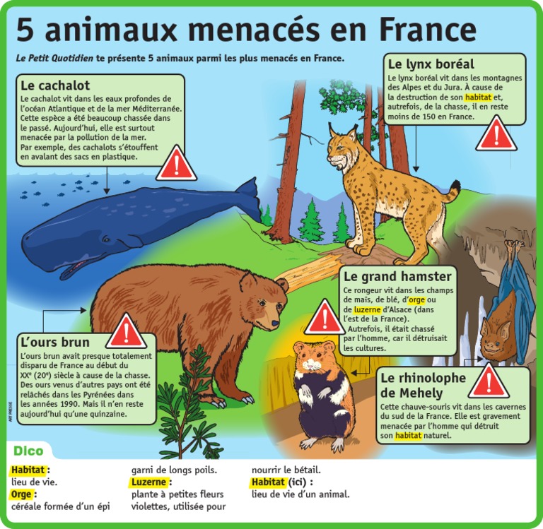 5 Animaux Menacés en France | PDF | Maïs | Lynx