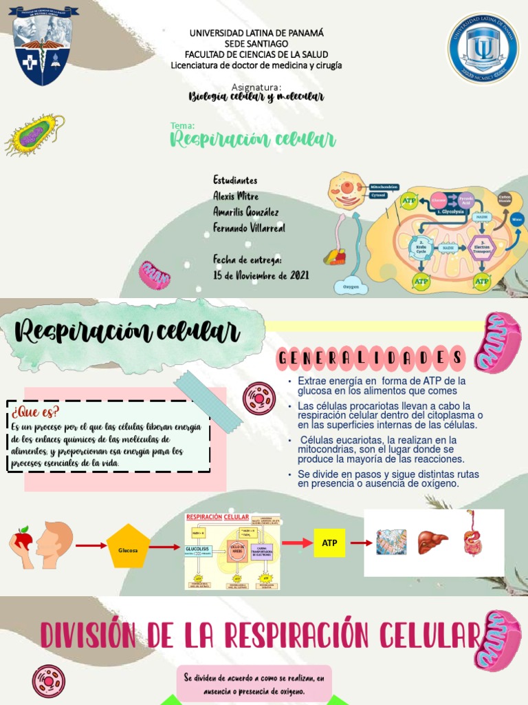 Respiracion Celular Grupo #3 Biologia Molecular y Celular | PDF | Respiración celular ...