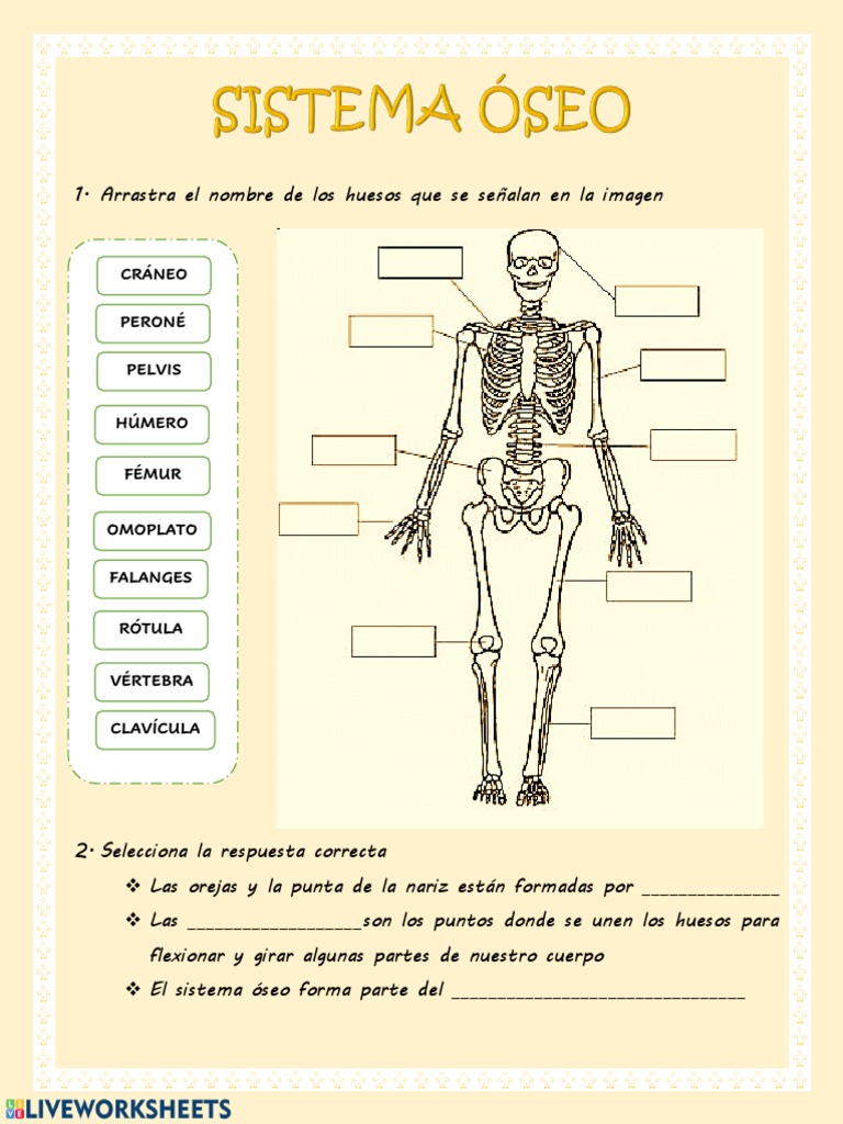 Aparato Locomotor | PDF