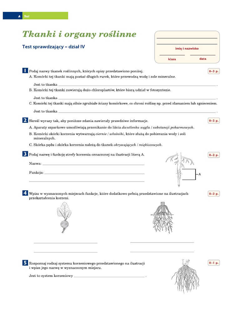 4.test Tkanki I I Organy Roslinne | PDF