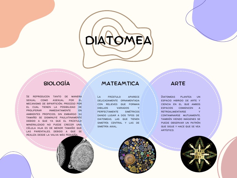Diatomeas | PDF